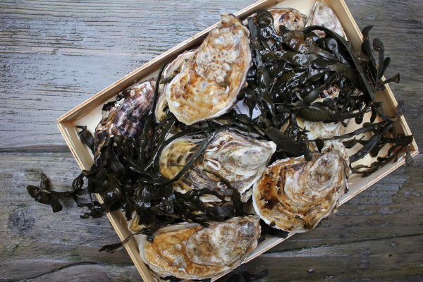 Austern Fine de claires online kaufen | Expressversand